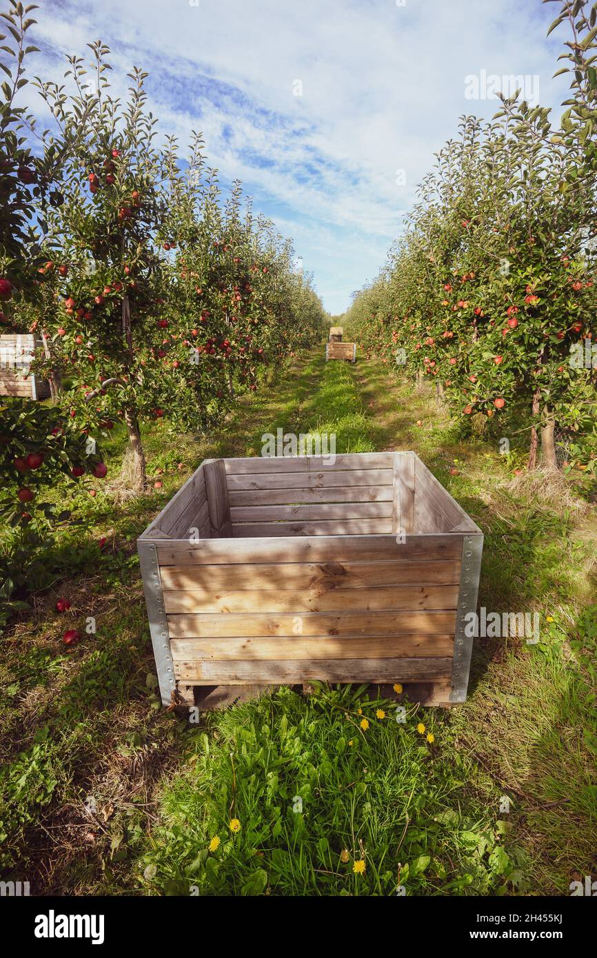 Apple orchard in Autumn time with fruit crates ready for harvest Stock ...