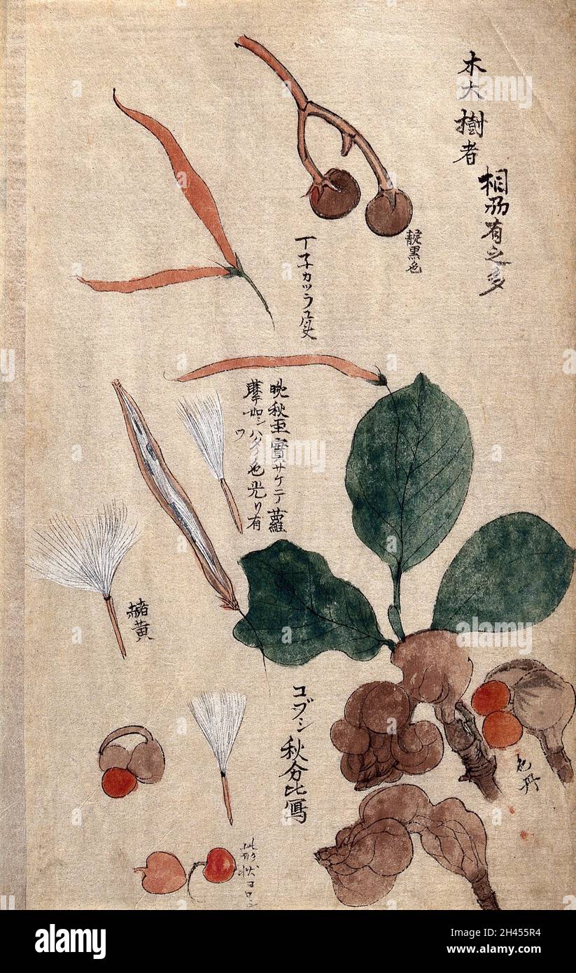 Fruits, seeds and leaves of a plant possibly in the Apocynaceae family ...