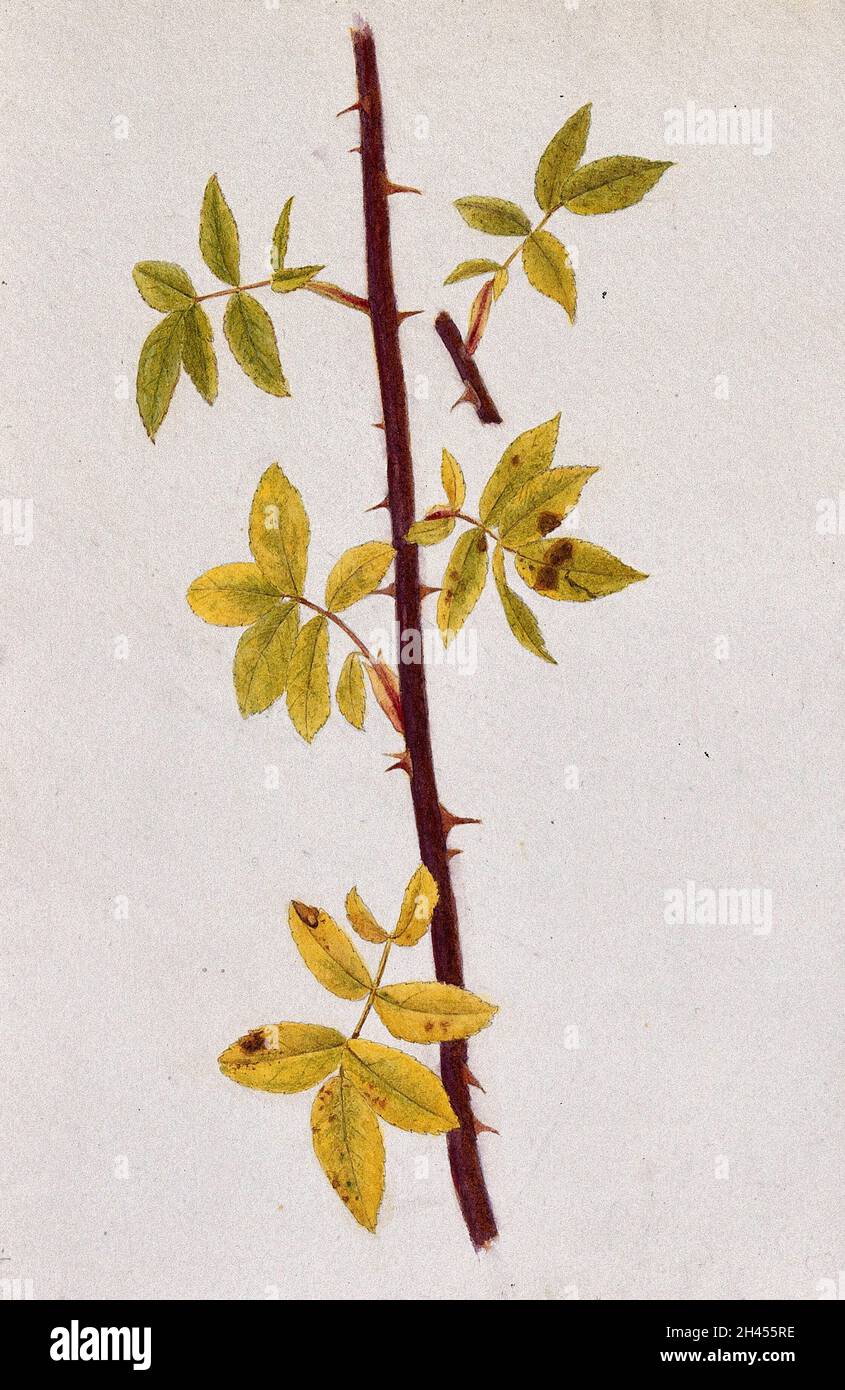 Rose stem with autumn leaves. Watercolour drawing Stock Photo - Alamy