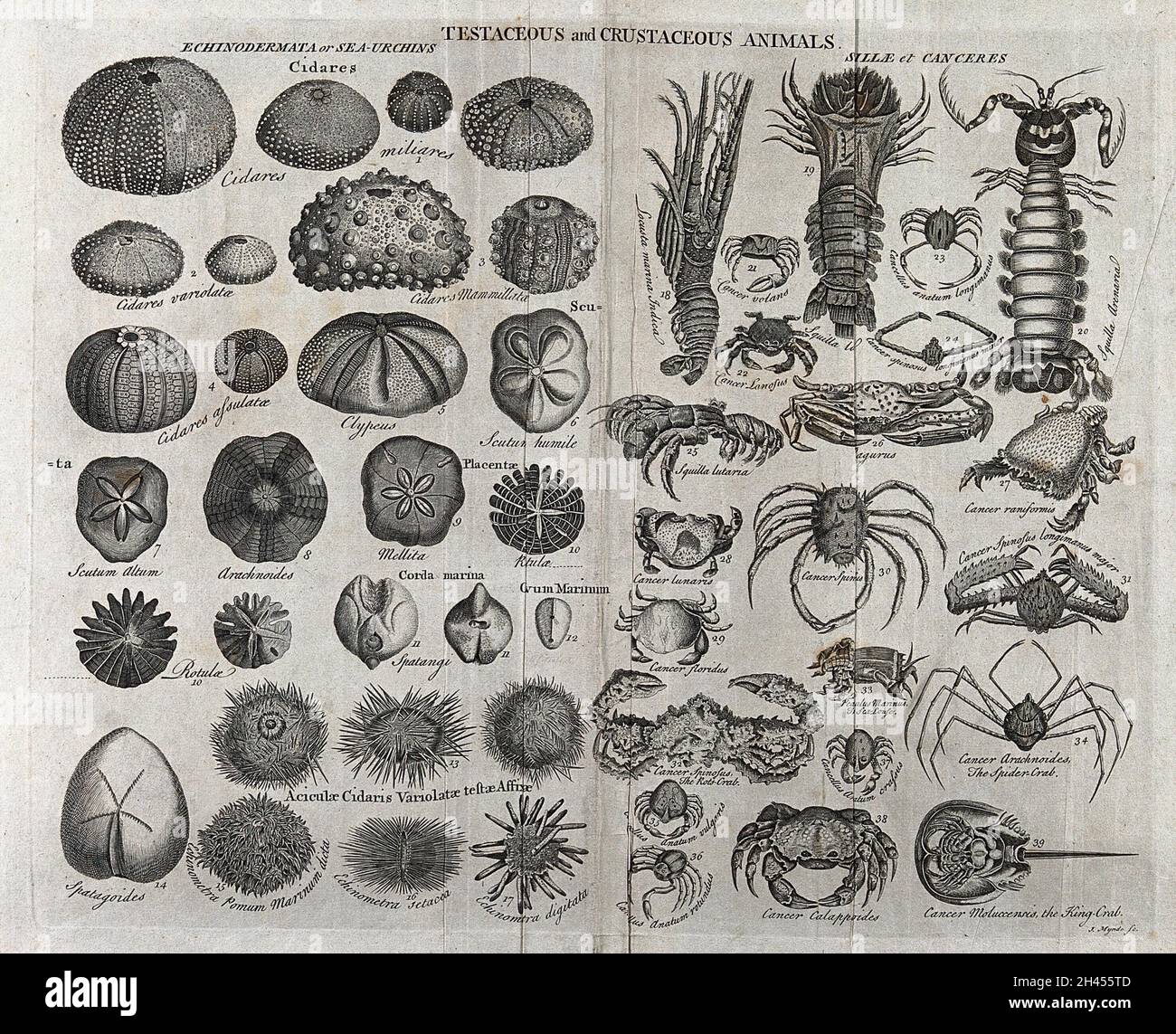 Various crustacean anatomical structures hi-res stock photography and ...