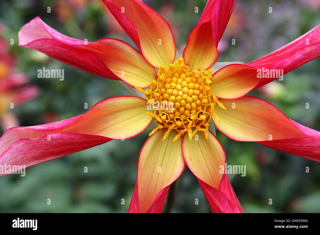 Involute petals hi-res stock photography and images - Alamy