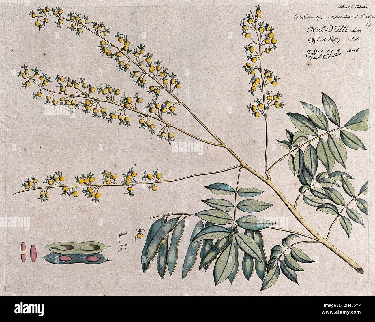 Rosewood tree (a species of Dalbergia): branch with flowers and pods ...