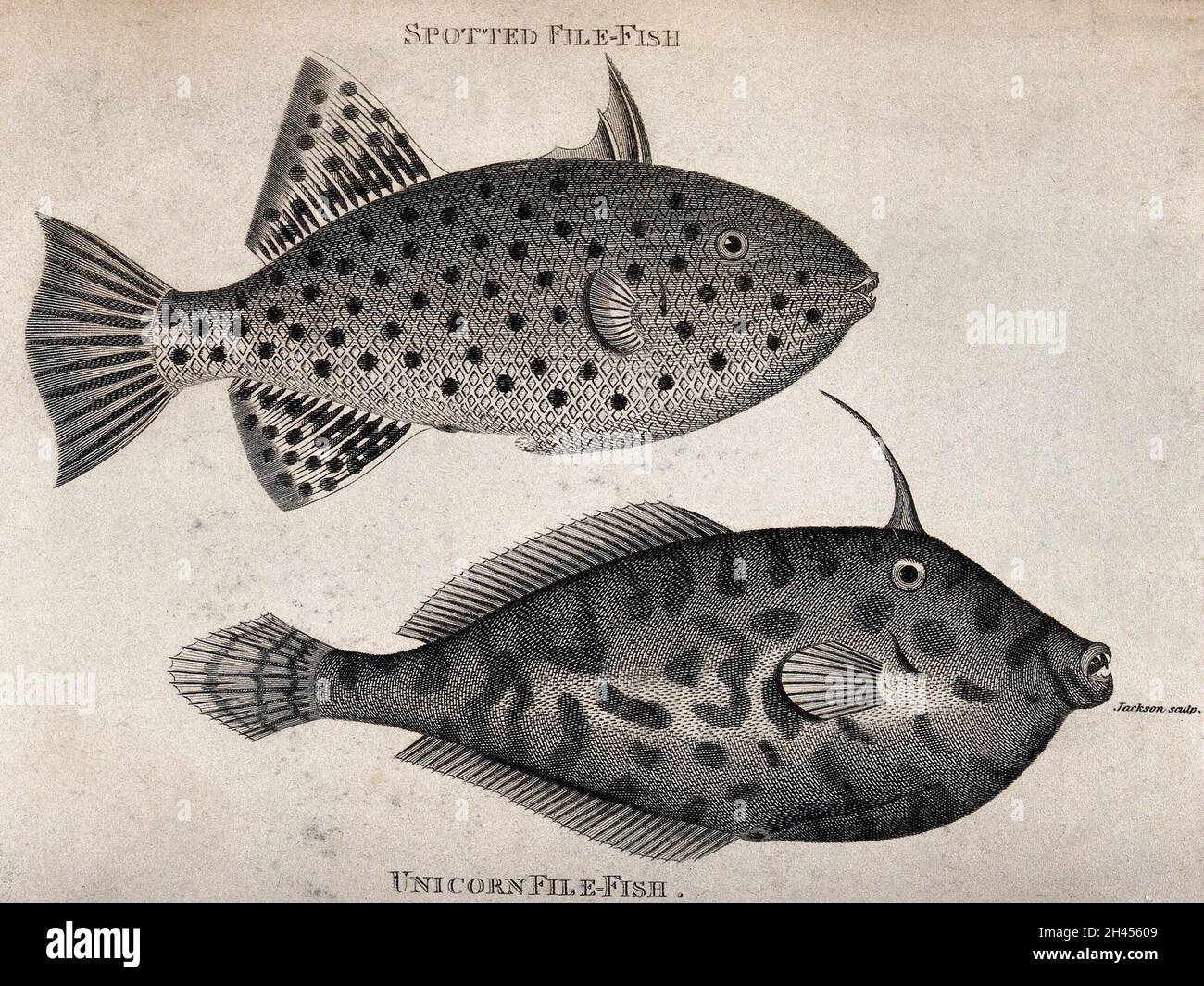 Above, a spotted file fish; below, a unicorn file fish. Engraving by ...