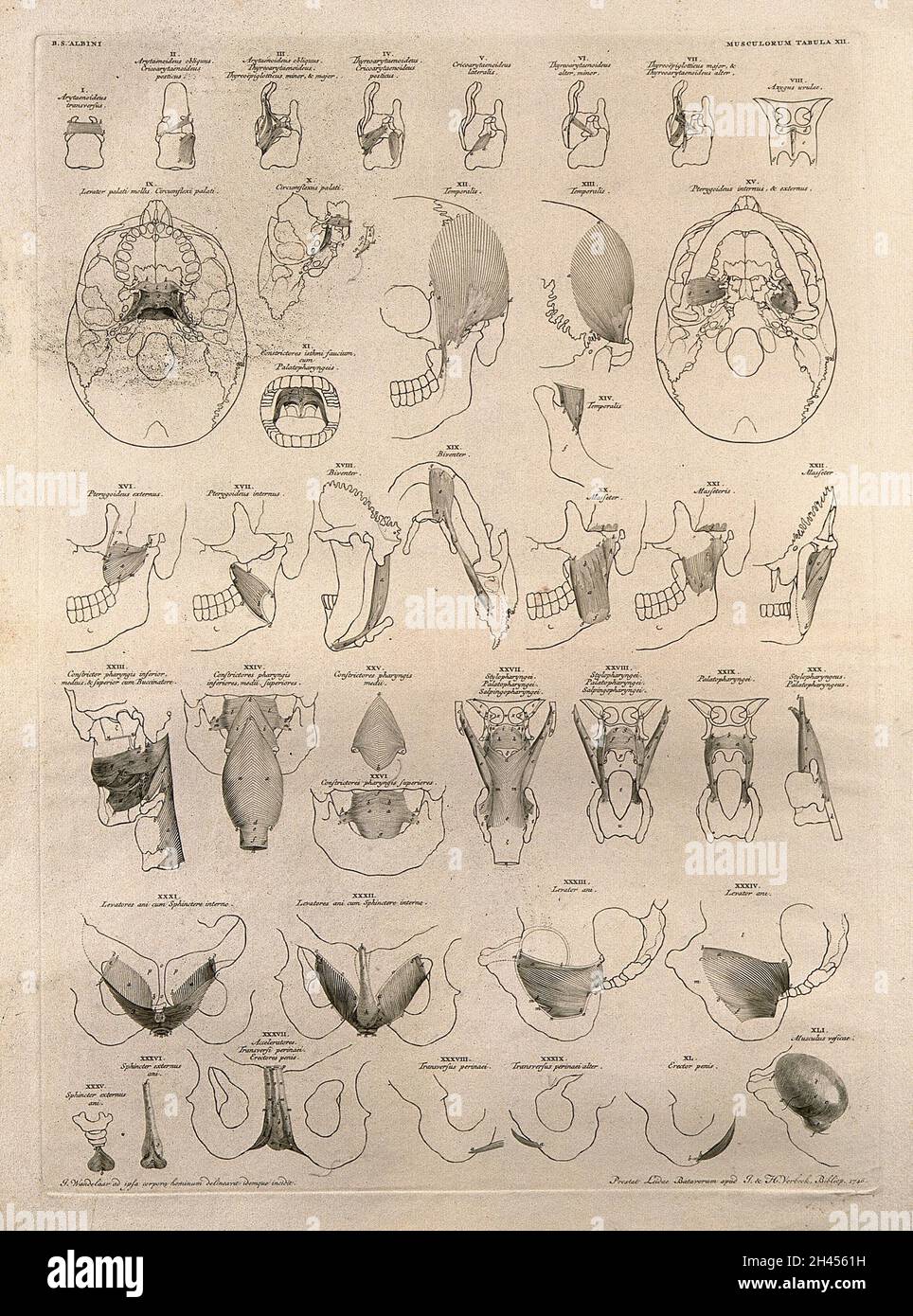 Muscles of the head, mouth, neck, jaw and pelvis: forty-one figures ...