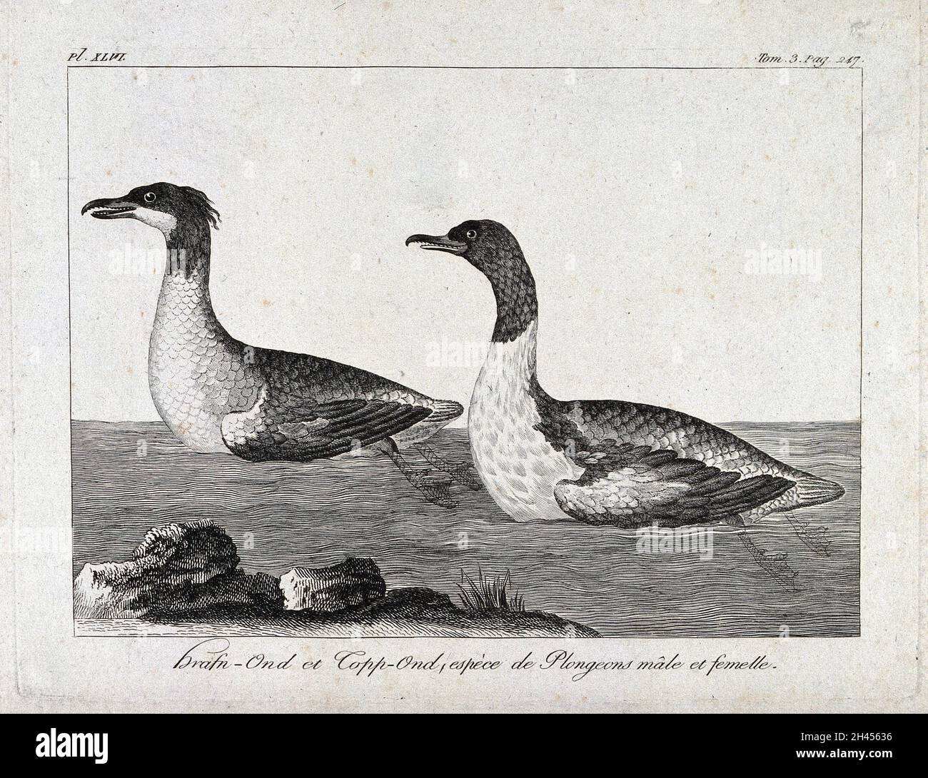 Two sea birds, both types of divers. Etching Stock Photo - Alamy