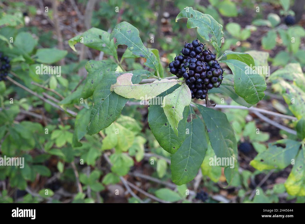 Eleutherococcus sessiliflorus Acanthopanax / ginseng - dense clusters ...