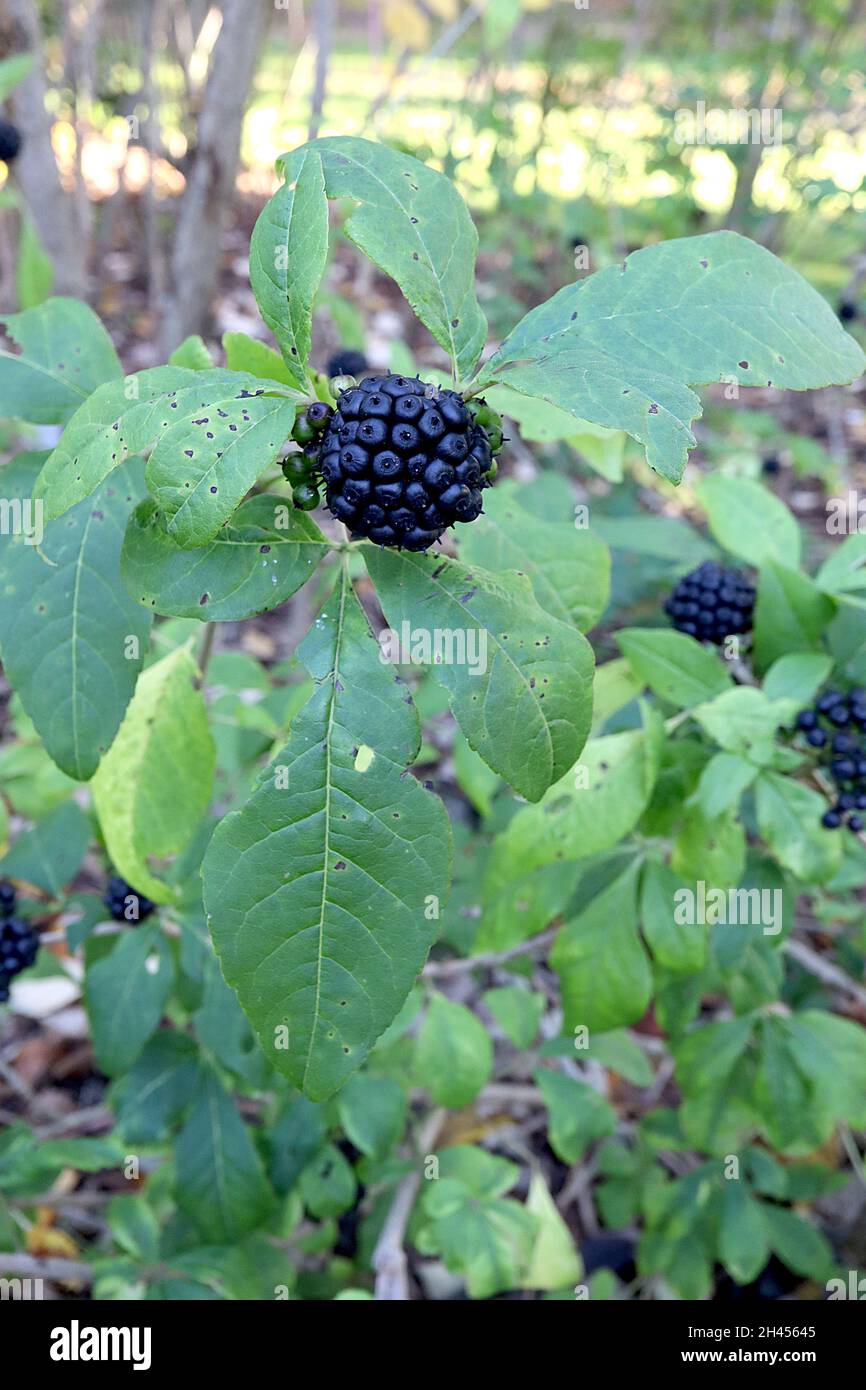 Eleutherococcus sessiliflorus Acanthopanax / ginseng - dense clusters ...