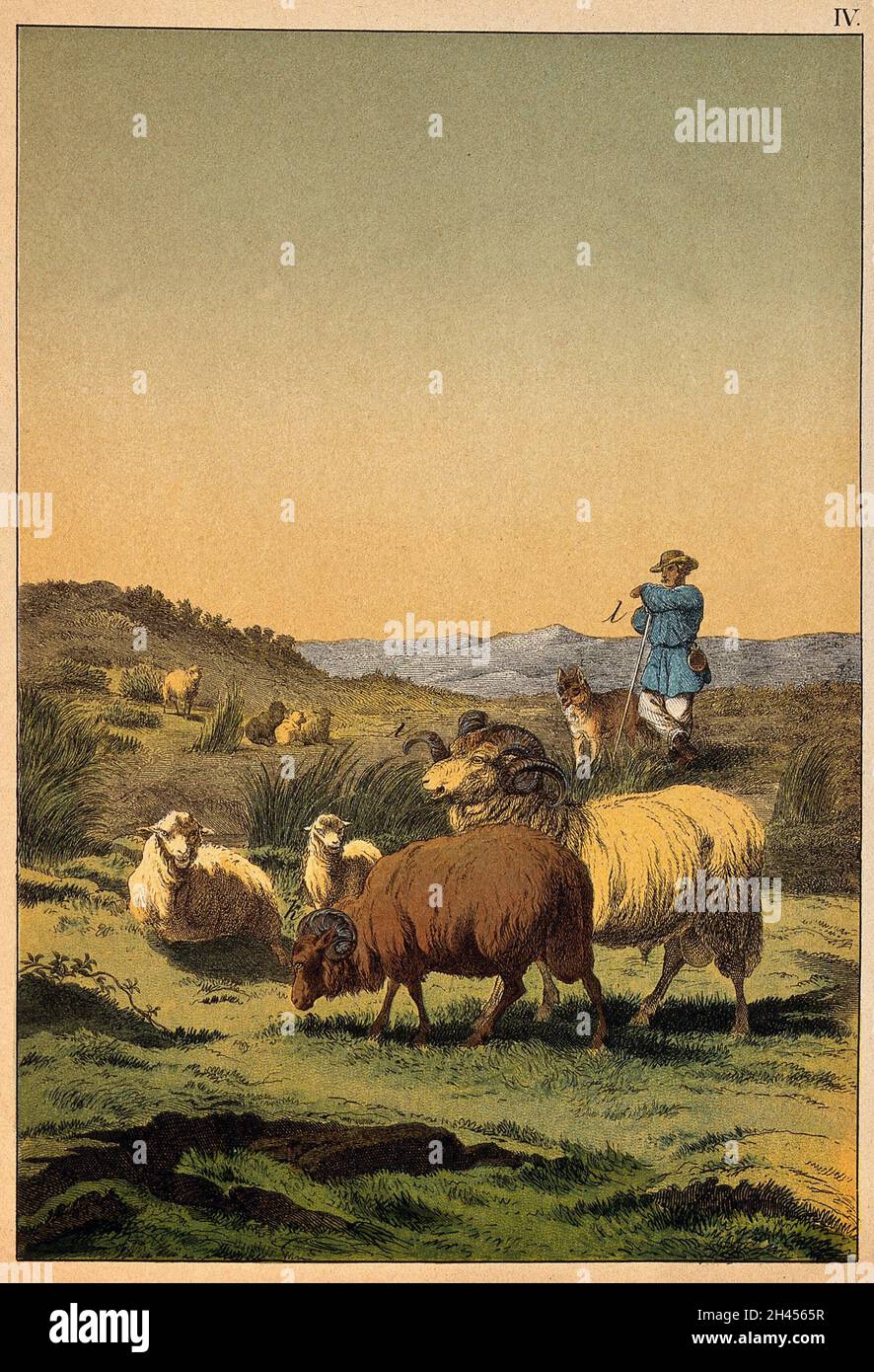 A shepherd and his sheepdog guarding his flock which entails two curly ...