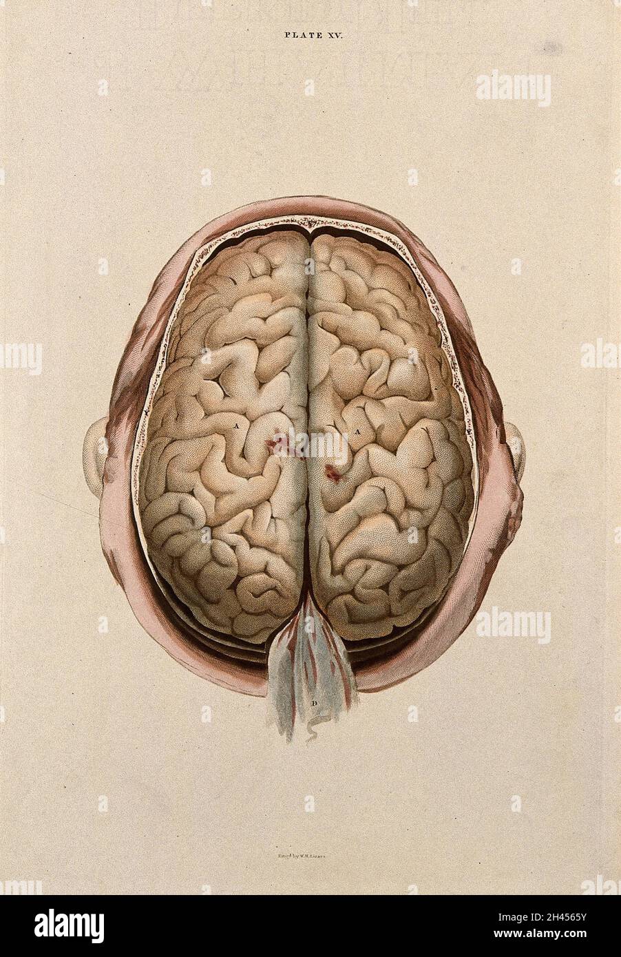 Brain: dissection showing the gyri, seen from above. Coloured line ...