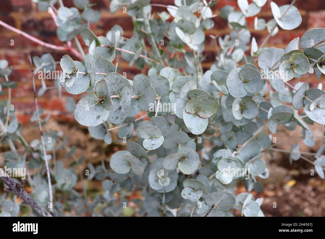 Eucalyptus archeri alpine cider gum – egg-shaped silver grey green ...