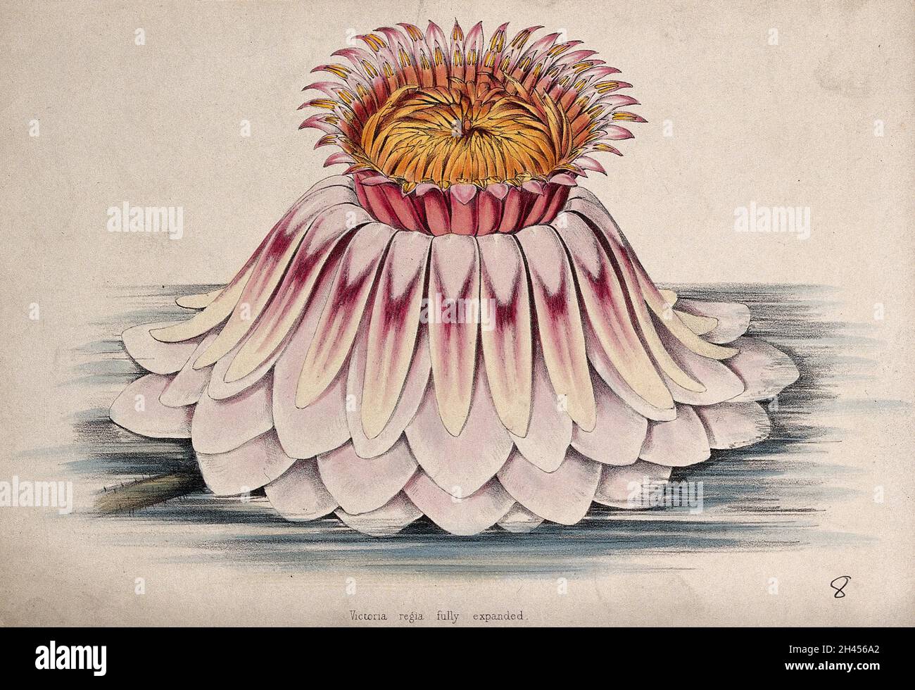 The flower of a giant water lily (Victoria amazonica) Coloured ...