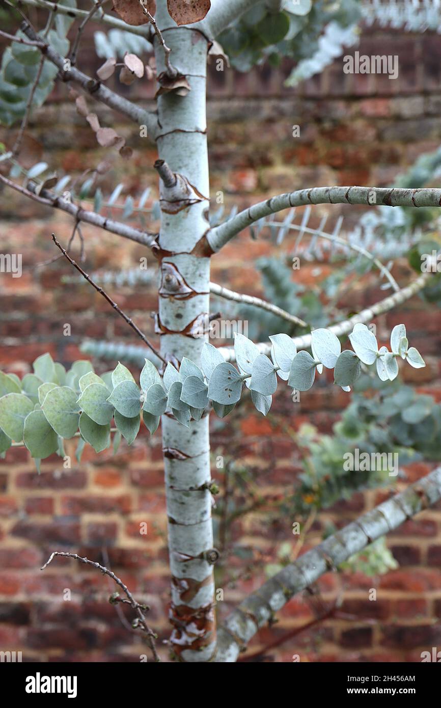 Snow gum hi-res stock photography and images - Alamy