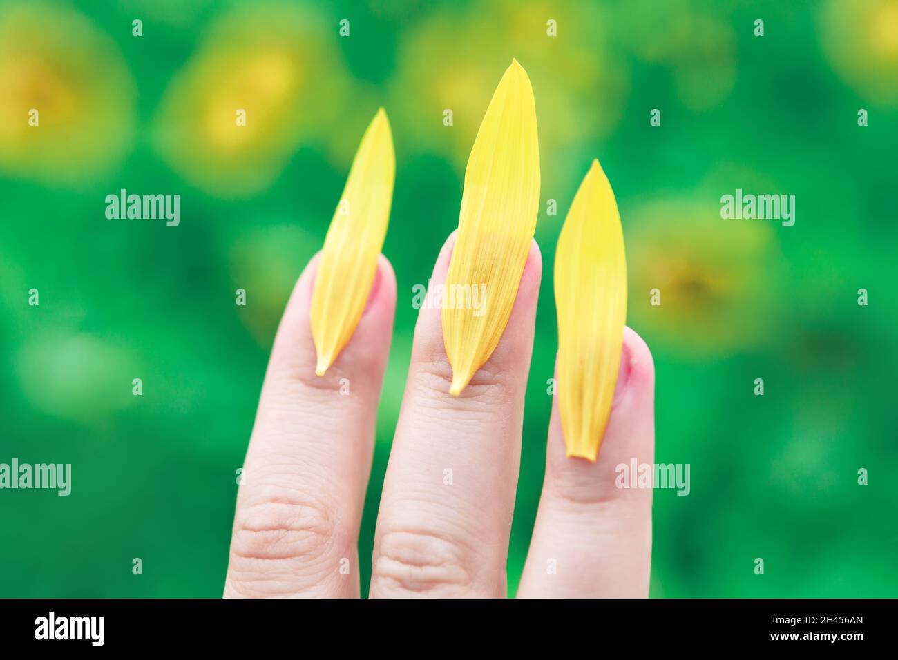 Nails with petals . Sunflower petals on the fingers . Summer style ...