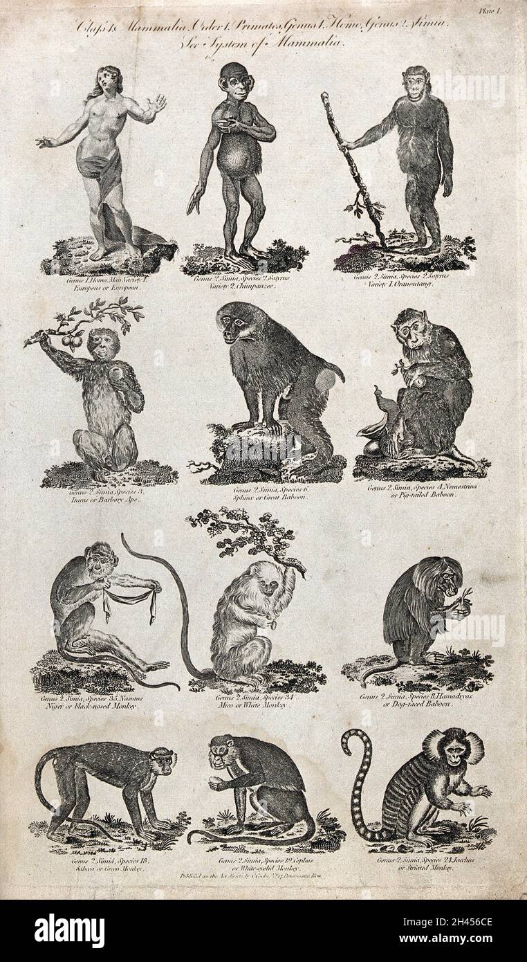 Twelve specimen of the class Mammalia, includingman, chimpanzee ...