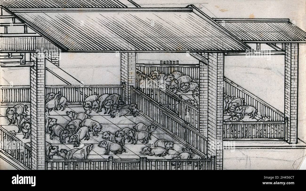 Chinese pig sty hi-res stock photography and images - Alamy