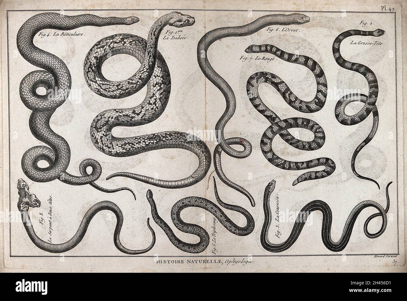 Eight snakes, including a reticulated python, a slow worm, a thirst ...
