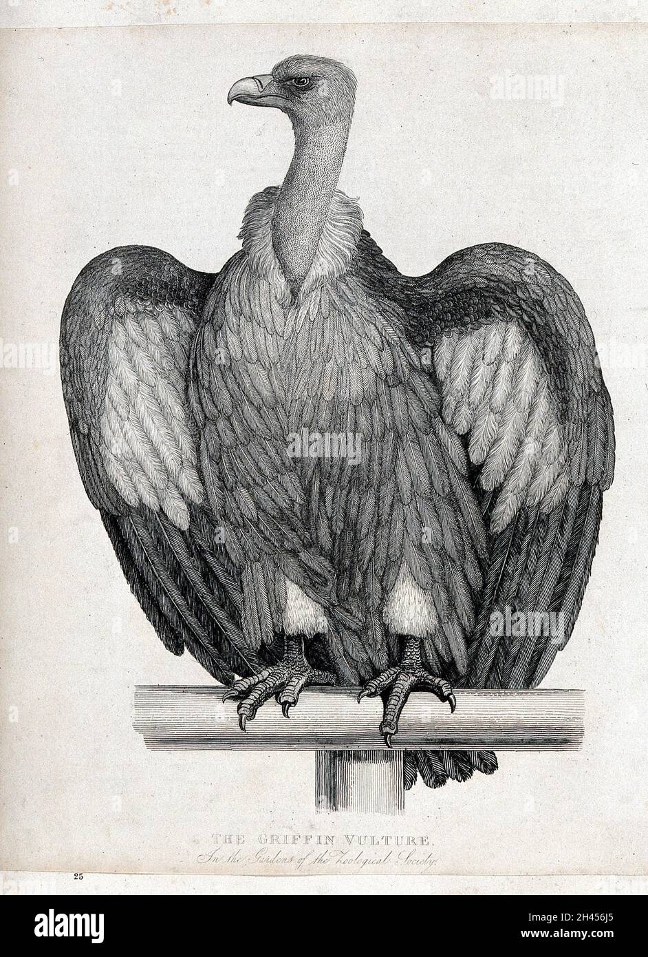 Zoological Society of London: a Griffin vulture. Etching Stock Photo ...