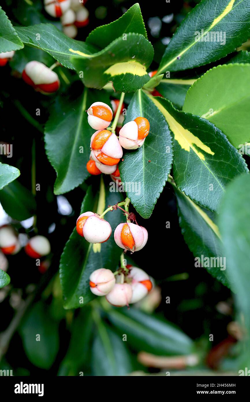 Euonymus japonicus ‘Golden Maiden’ spindle Golden Maiden – white seed ...