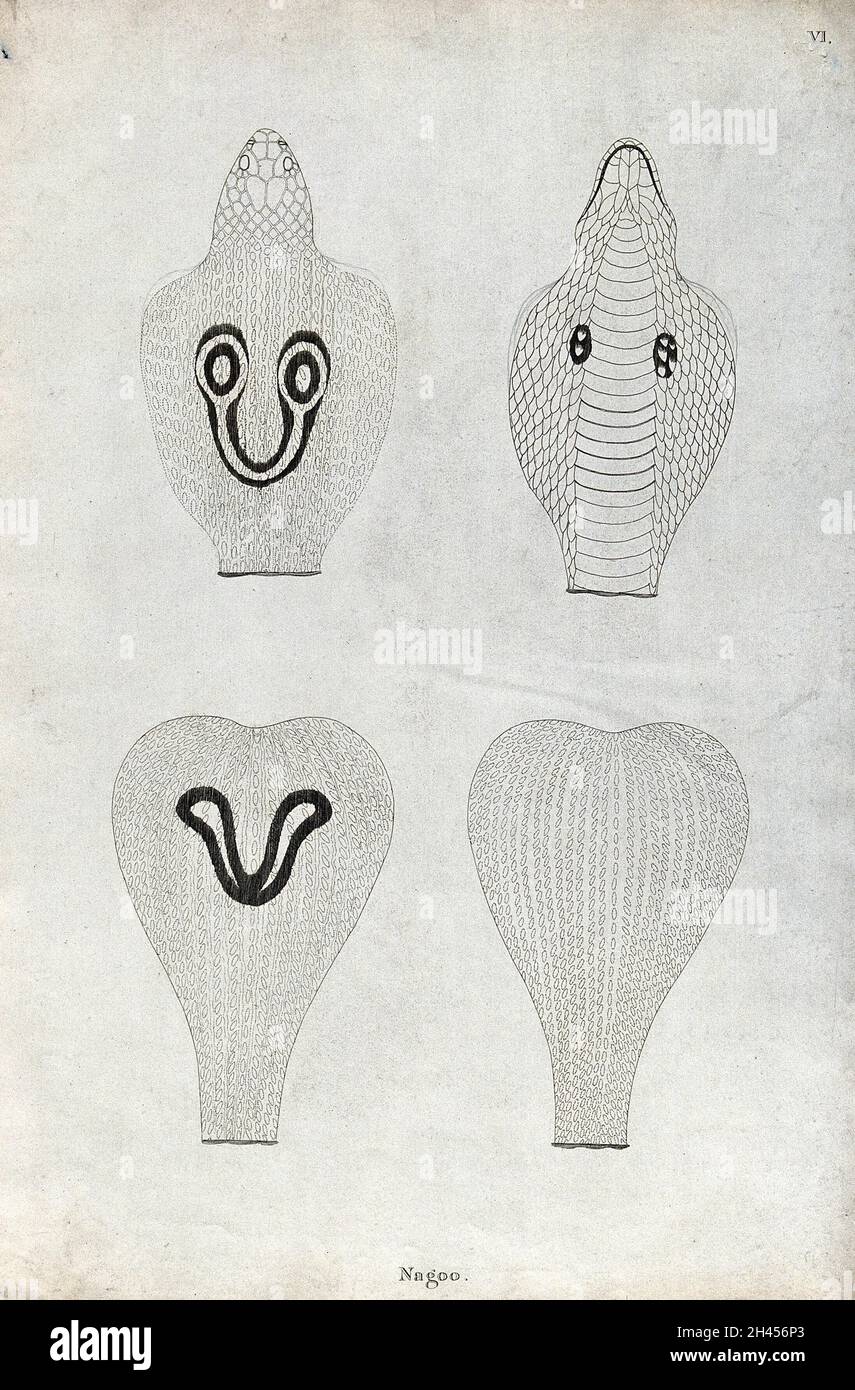 The head and expanded neck of Nagoo, an Indian snake. Engraving by W ...
