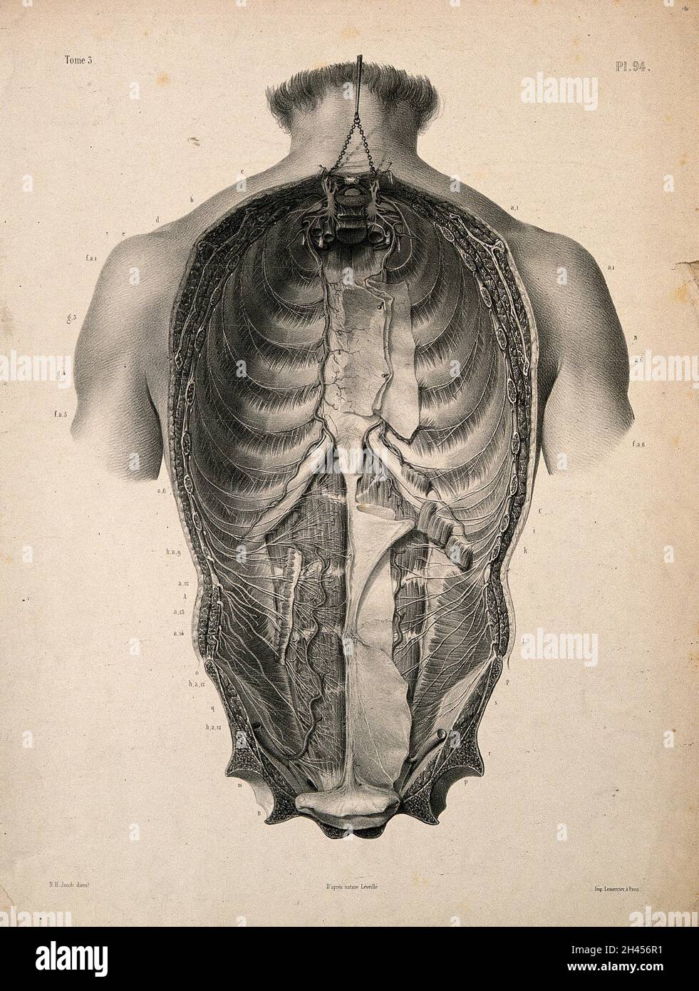 Dissection of the human trunk, showing the dorsal rami of spinal nerves ...