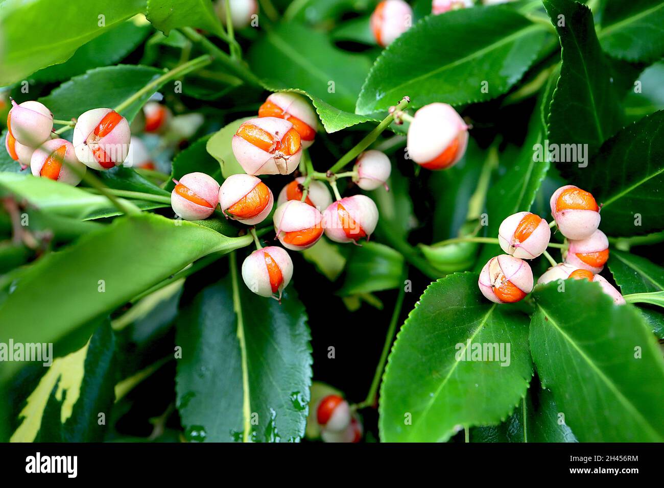 Orange Colored Seeds