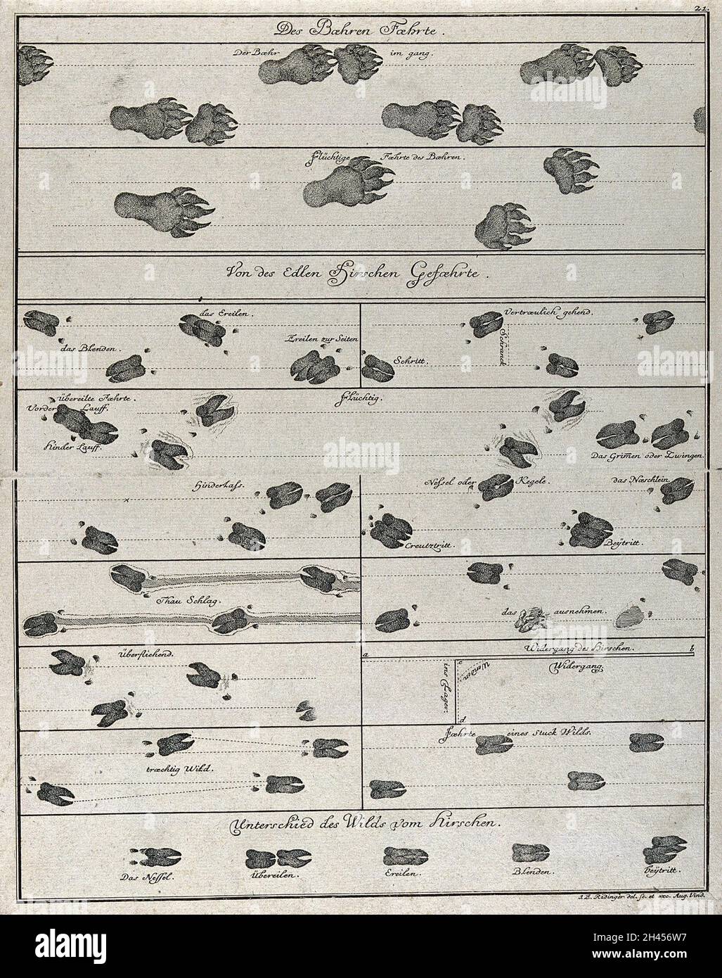 Different tracks of animals, including deer and bears, arranged in one ...
