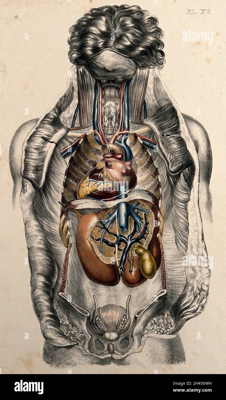 The body of a man seen from the front with the trunk dissected to ...