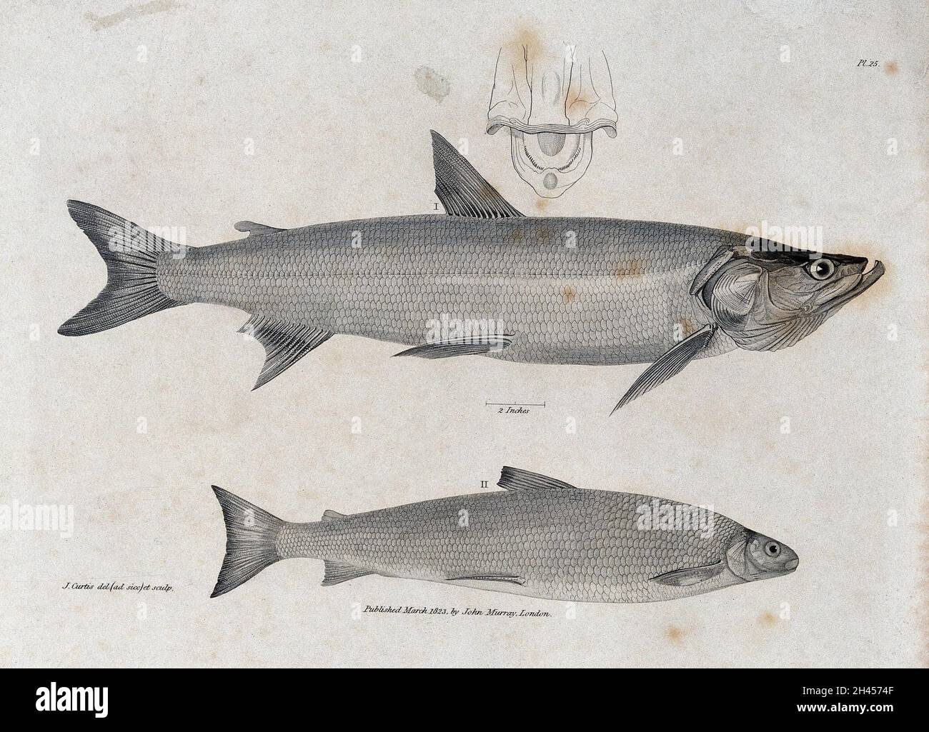 Section of gills hi-res stock photography and images - Alamy