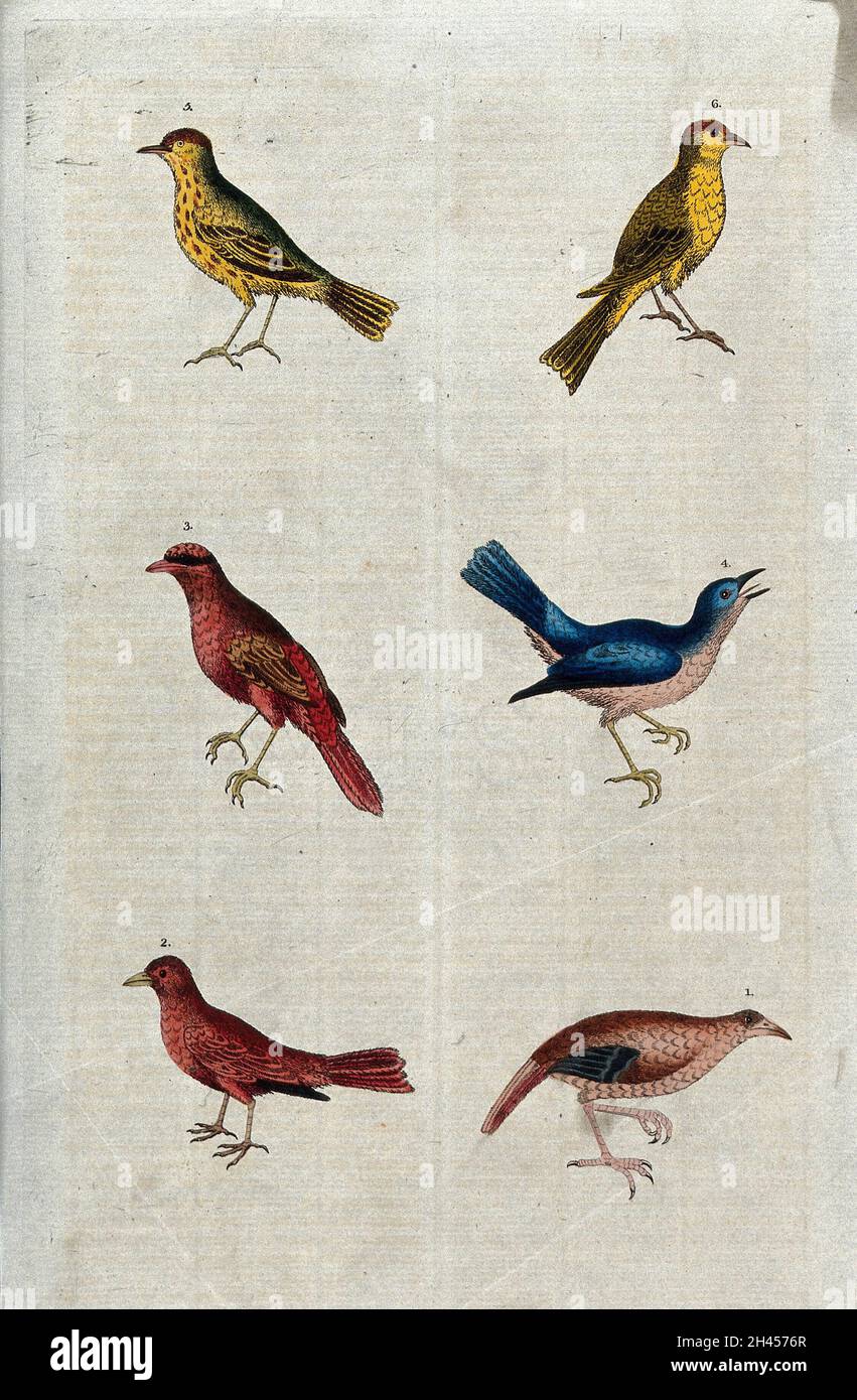 Six different birds numbered from 1 to 6. Coloured etching Stock Photo ...