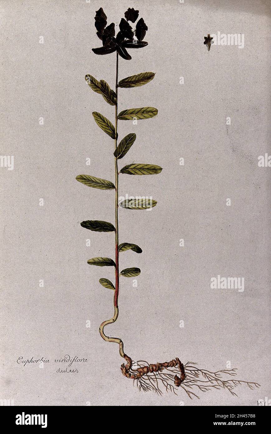 A plant (Euphorbia viridiflora) related to spurge: entire flowering ...