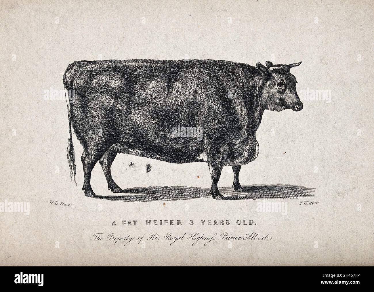 Fat heifer hi-res stock photography and images - Alamy