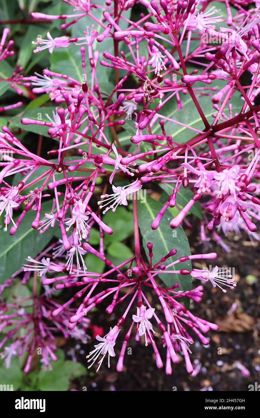 Fully reflexed sepals hi-res stock photography and images - Alamy