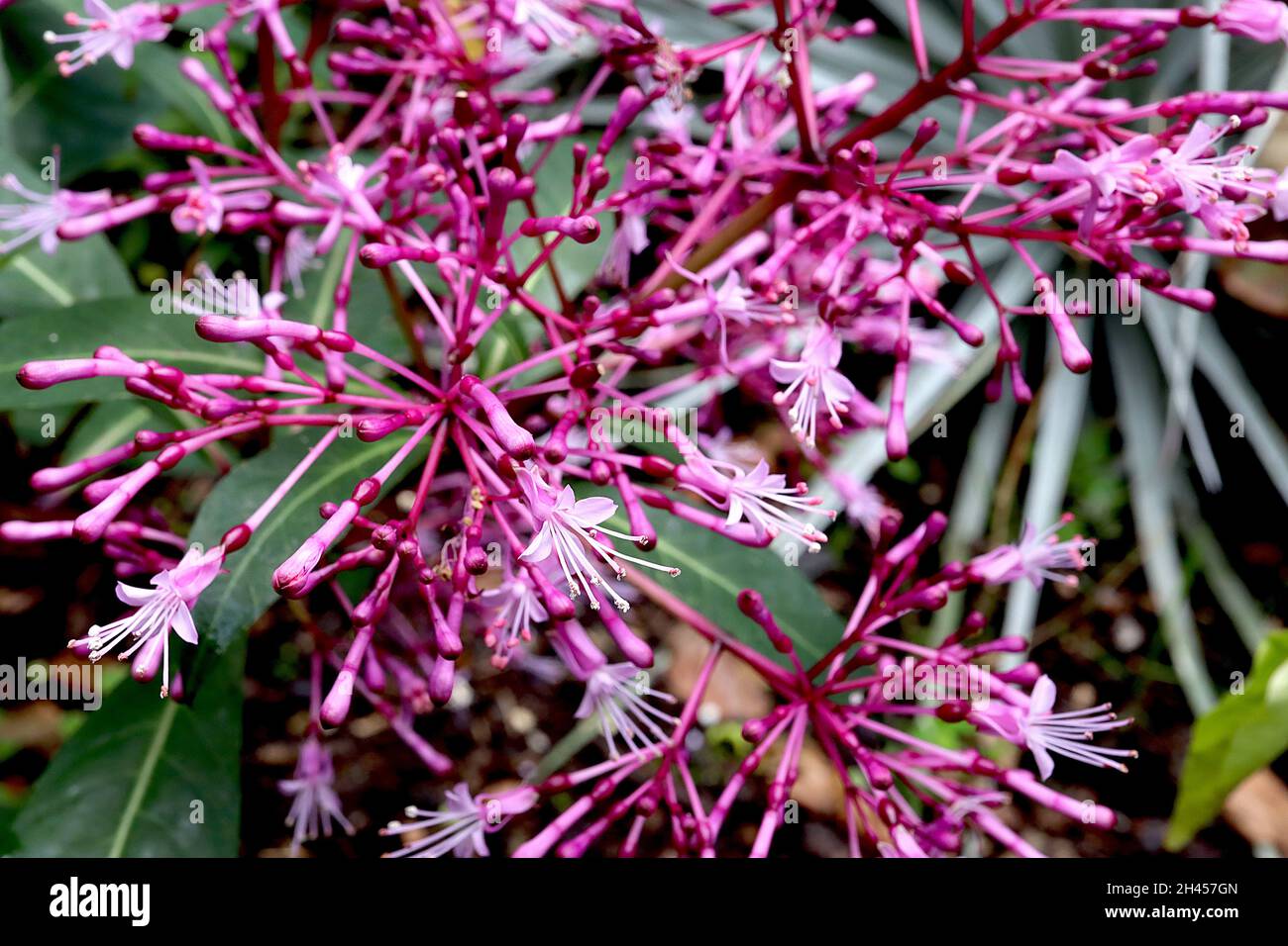 Fuchsia paniculata paniculate fuchsia – airy panicles of small pale ...