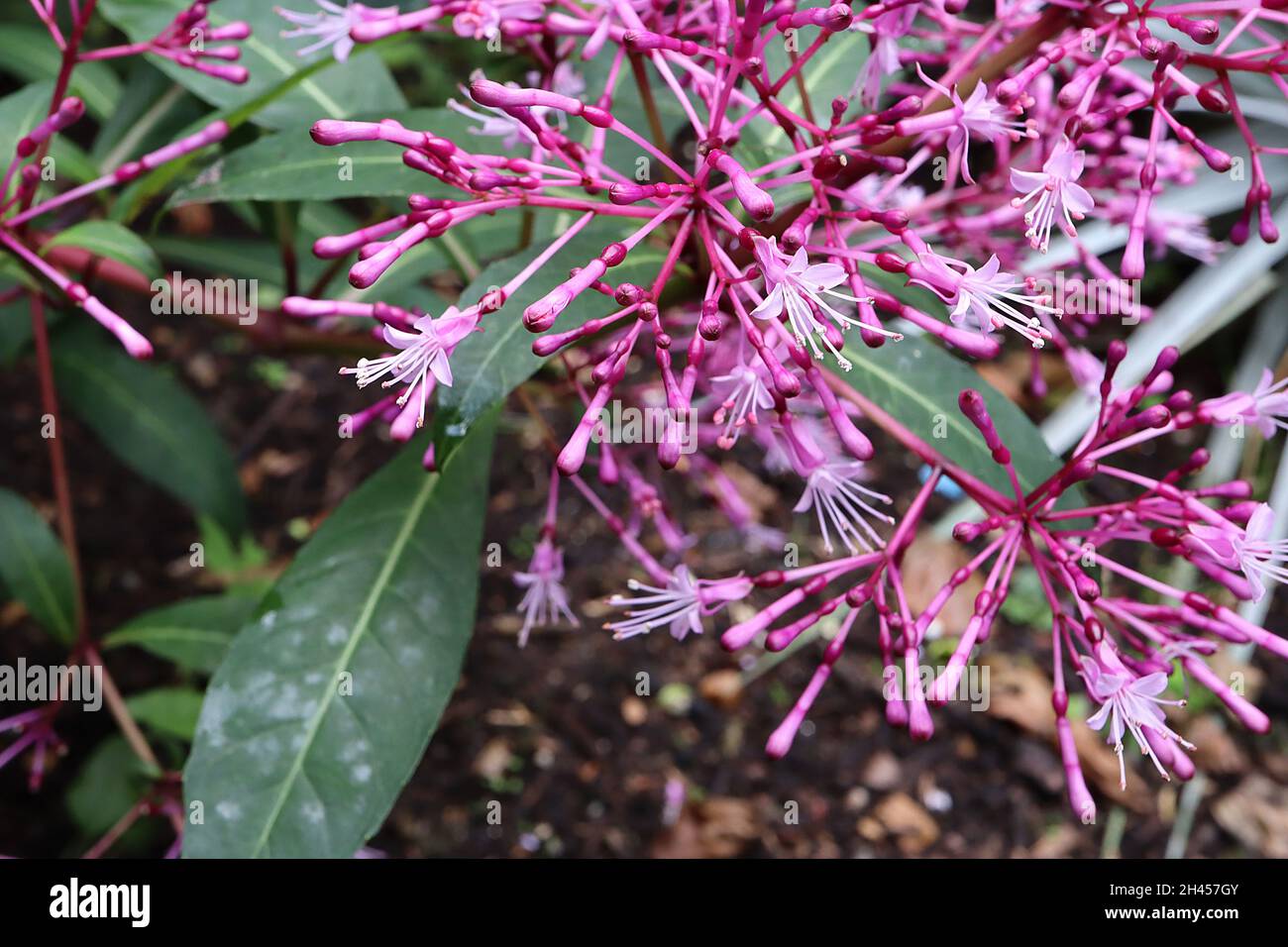 Fuchsia paniculata paniculate fuchsia – airy panicles of small pale ...