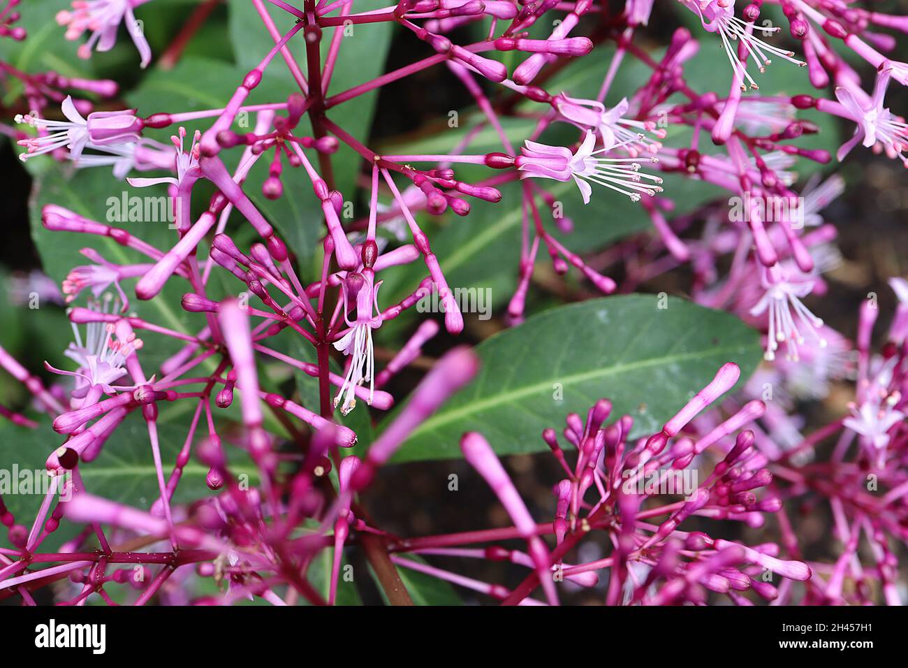 Fuchsia paniculata paniculate fuchsia – airy panicles of small pale ...