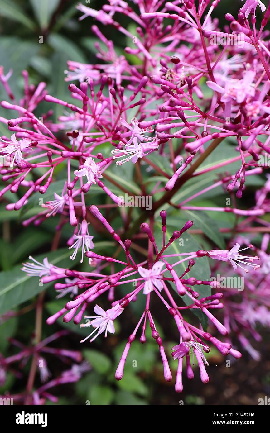 Fuchsia paniculata paniculate fuchsia – airy panicles of small pale ...