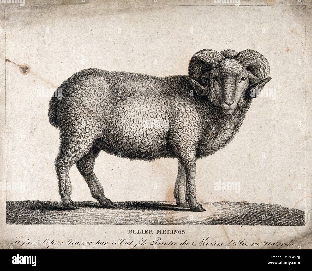 A merino ram. Lithograph after N. Huet, the elder Stock Photo - Alamy