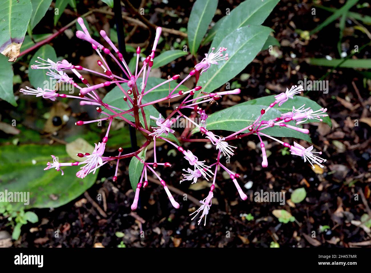 Fuchsia paniculata paniculate fuchsia – airy panicles of small pale ...