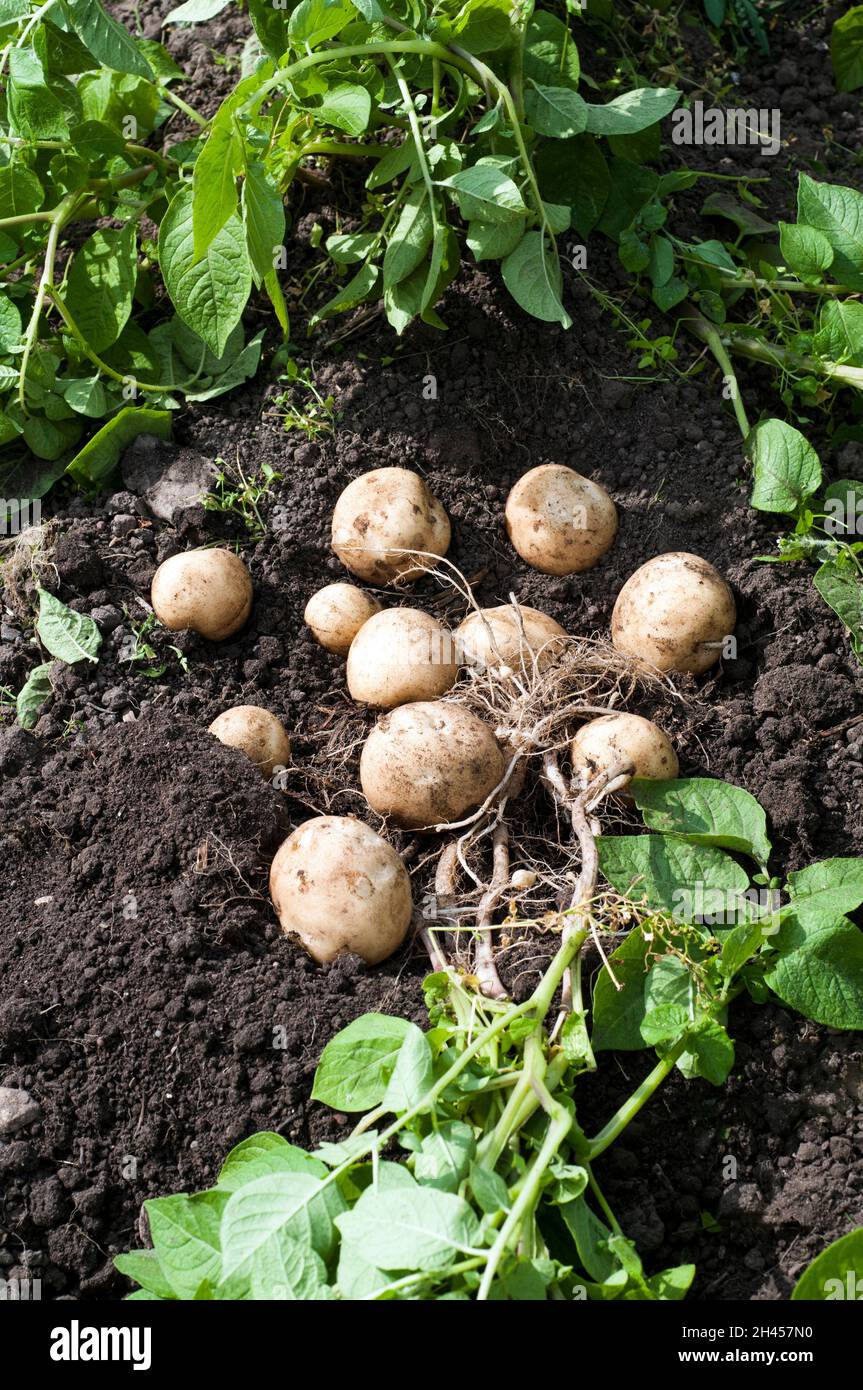 Freshly dug Rocket Potatoes in july a first early potato that is a ...