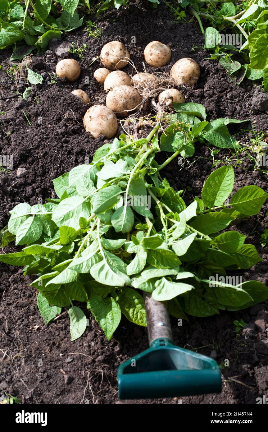 Freshly dug Rocket Potatoes in july a first early potato that is a ...