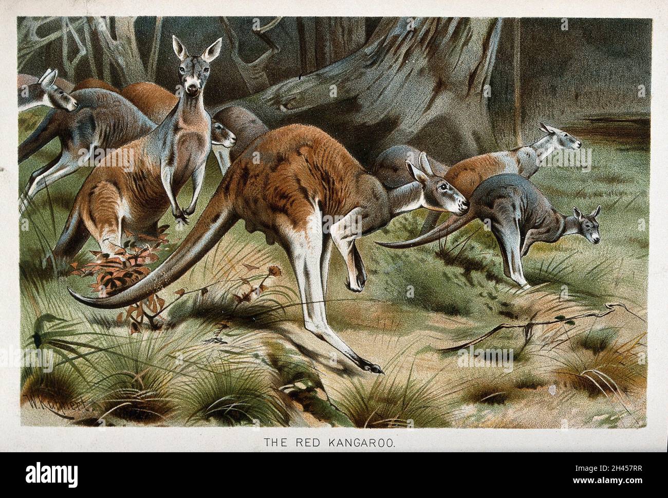 A group of Red kangaroos on the move. Colour reproduction of a painting ...