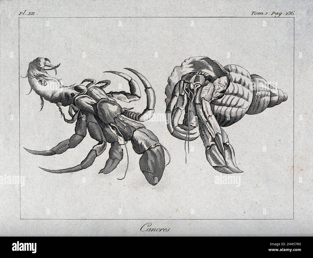 Crabs underwater illustration hi-res stock photography and images - Alamy