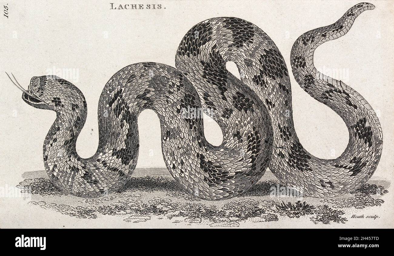 Snake features hi-res stock photography and images - Alamy