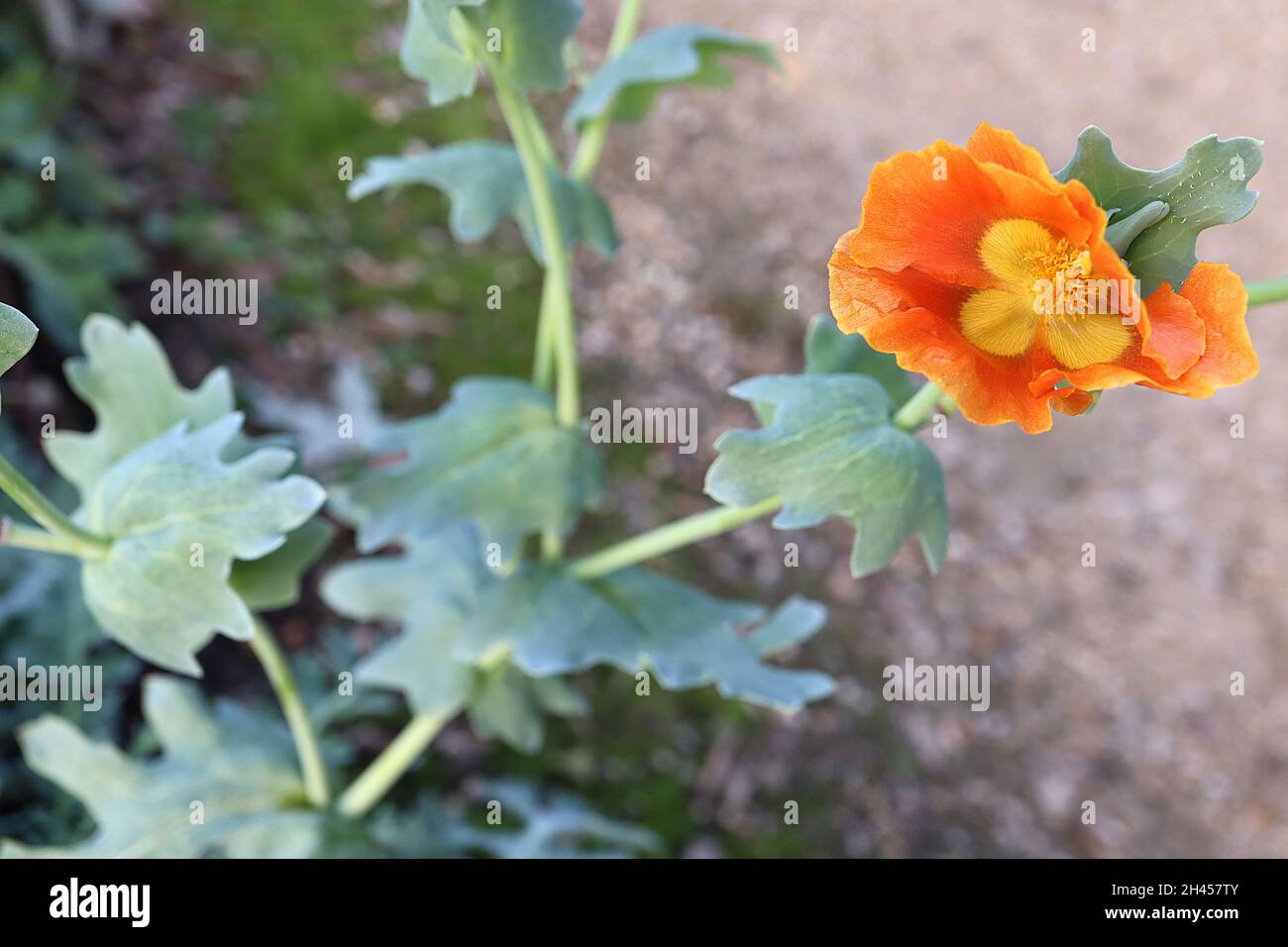 Burnt orange hi-res stock photography and images - Alamy