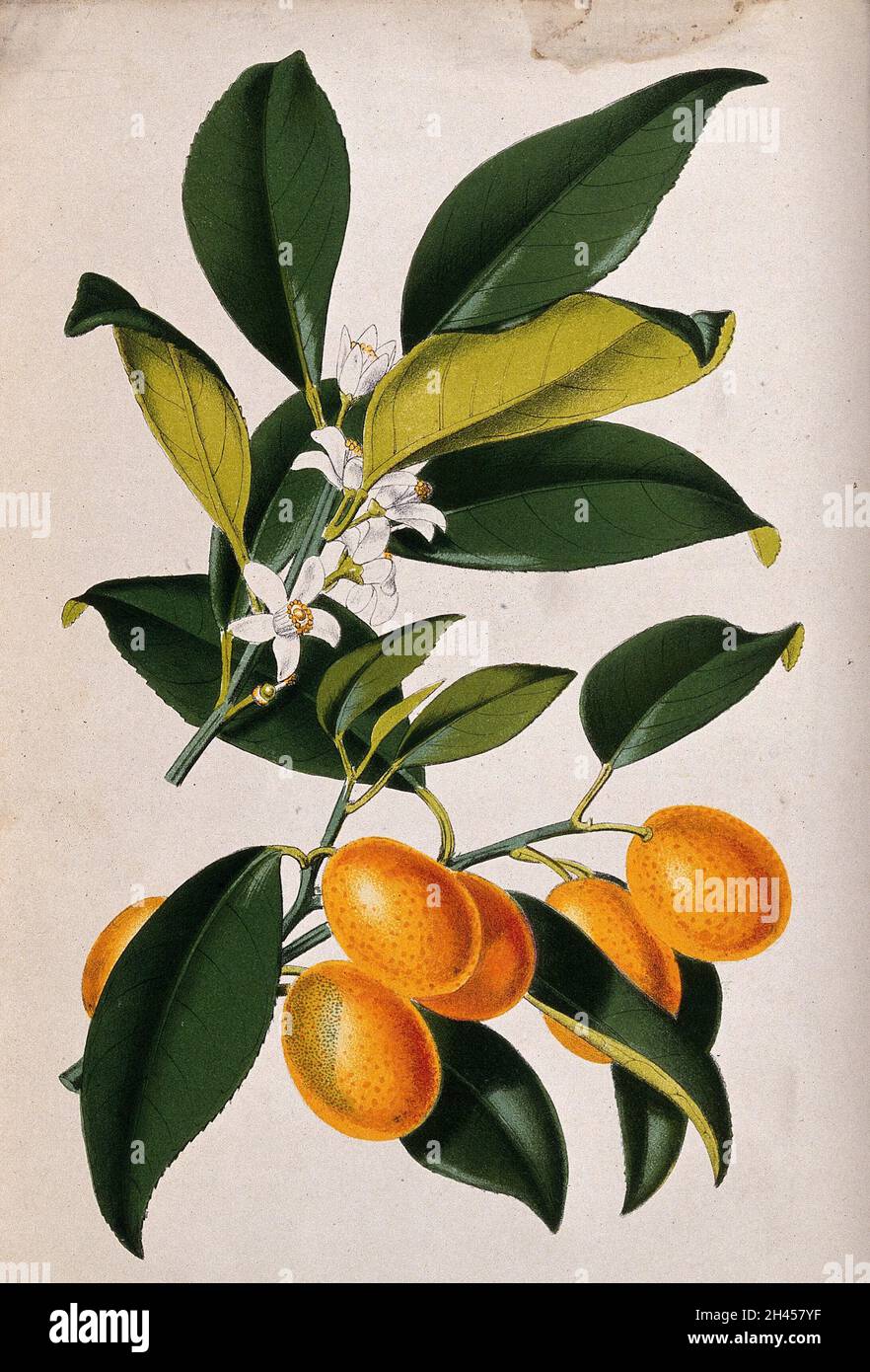 A lemon plant (Citrus japonica): flowering and fruiting stems. Coloured ...