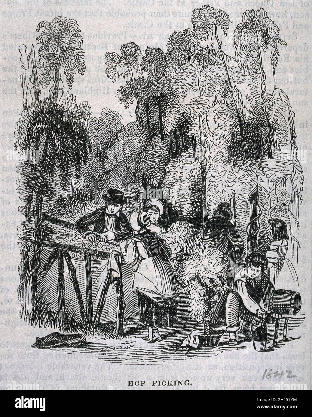 Wood pickers hi-res stock photography and images - Alamy