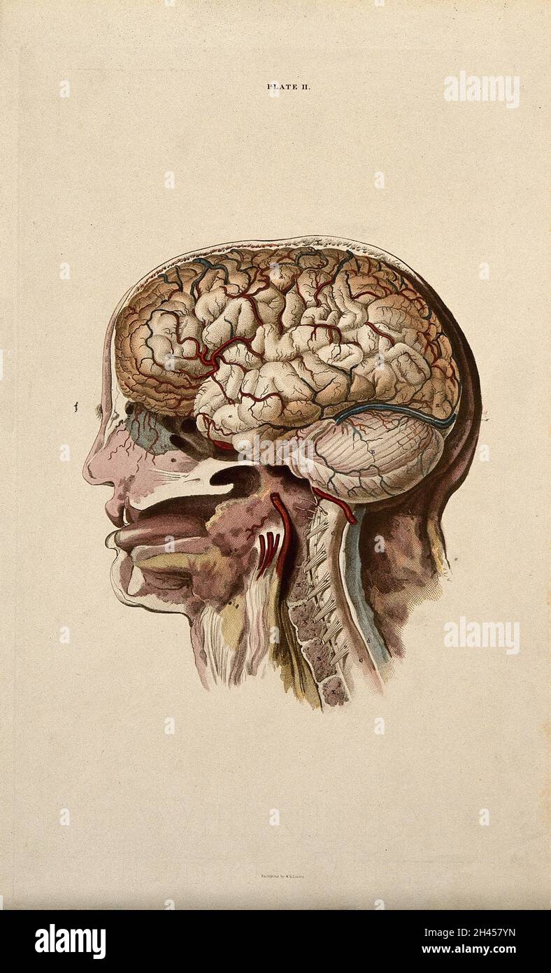 Brain: dissection showing cross-section through head and neck, with ...
