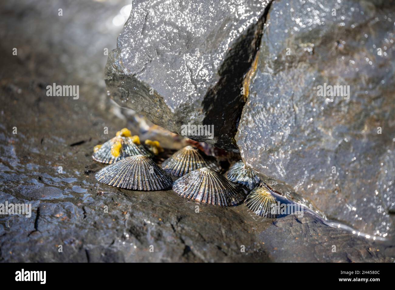 Limpet snail hawaii hi-res stock photography and images - Alamy