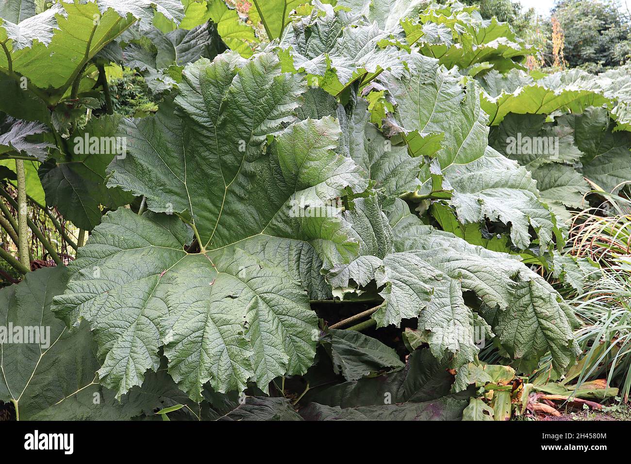 Gunnera manicata giant rhubarb – huge dark green round lobed leaves ...