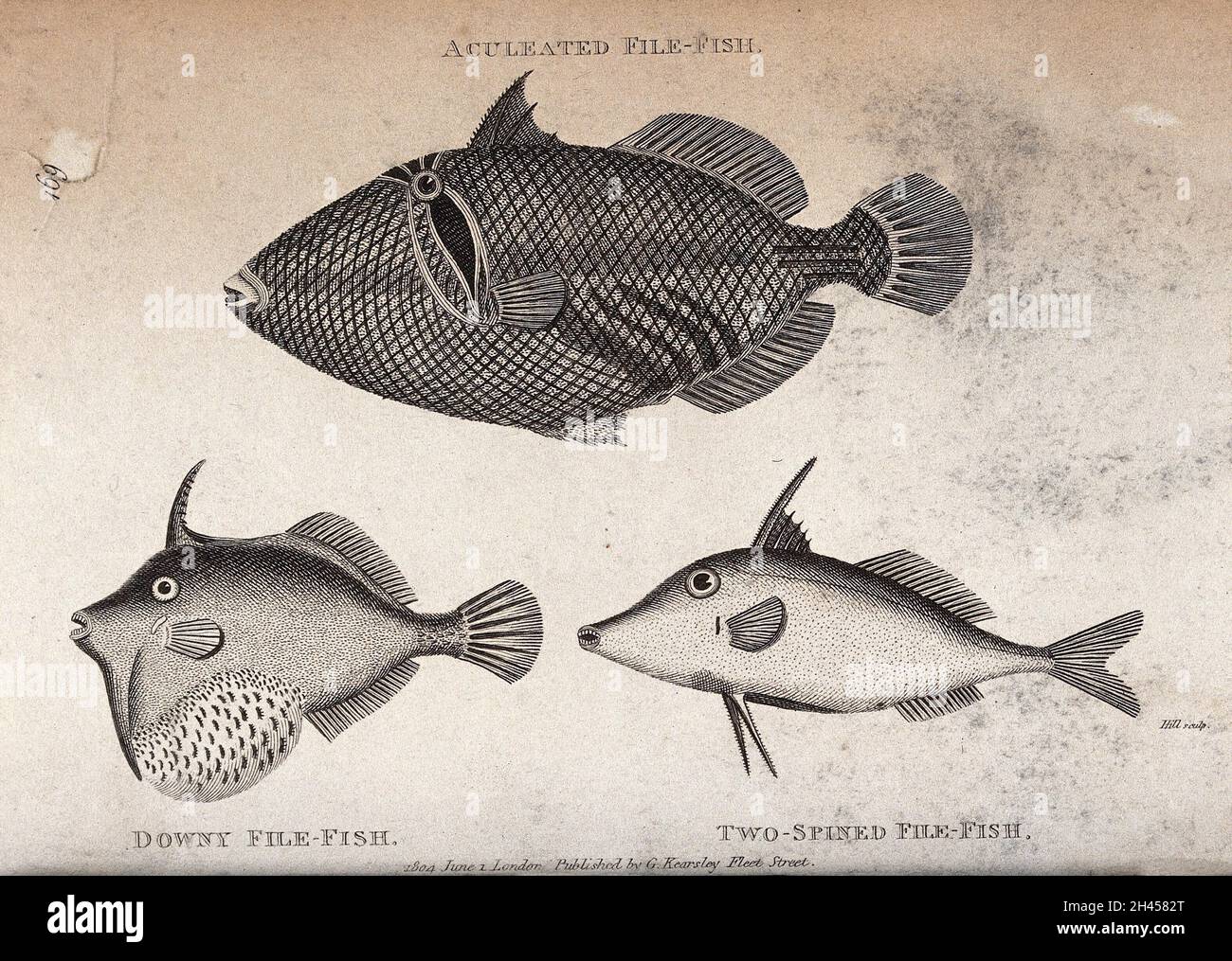 An aculeated file-fish (above), a downy file-fish and a two-spined file ...